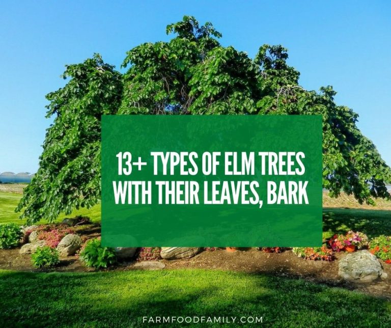 13+ Types Of Elm Trees With Leaves, Bark, and Pictures (Tree ...