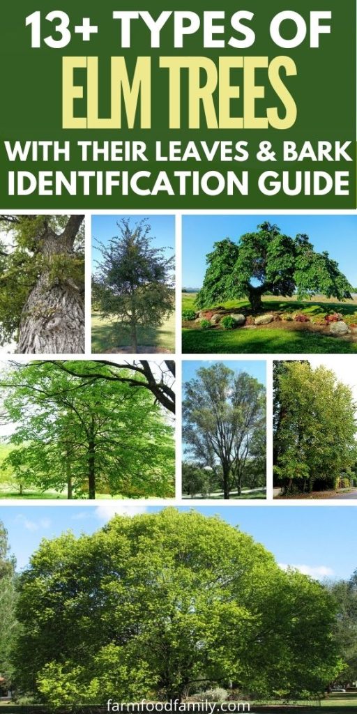 13+ Types Of Elm Trees With Leaves, Bark, and Pictures (Tree ...