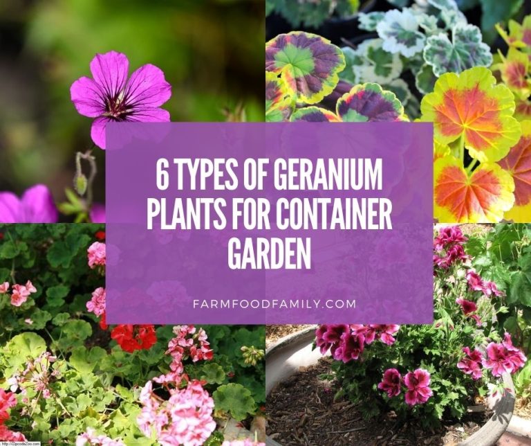 6 Different Types of Geranium Plants For Container Garden With Pictures