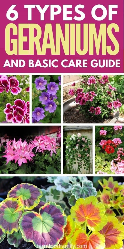 6 Different Types of Geranium Plants For Container Garden With Pictures