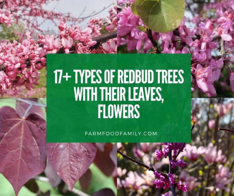 17+ Types Of RedBud Trees With Their Leaves (Pictures) - Identification ...