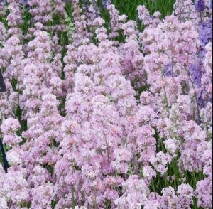 32+ Different Types Of Lavender Plants (With Pictures): Growing Guide