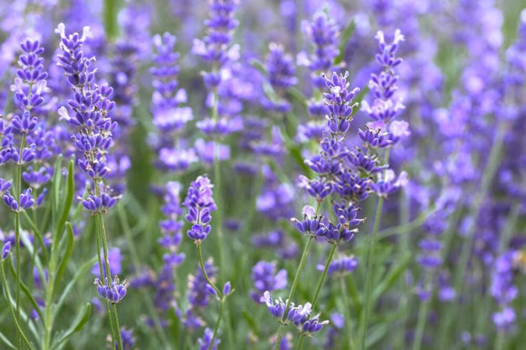 32+ Different Types Of Lavender Plants (With Pictures): Growing Guide