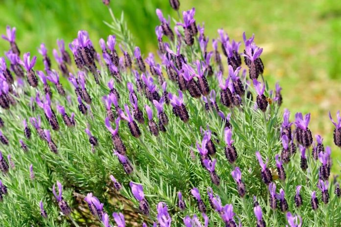 32+ Different Types Of Lavender Plants (With Pictures): Growing Guide