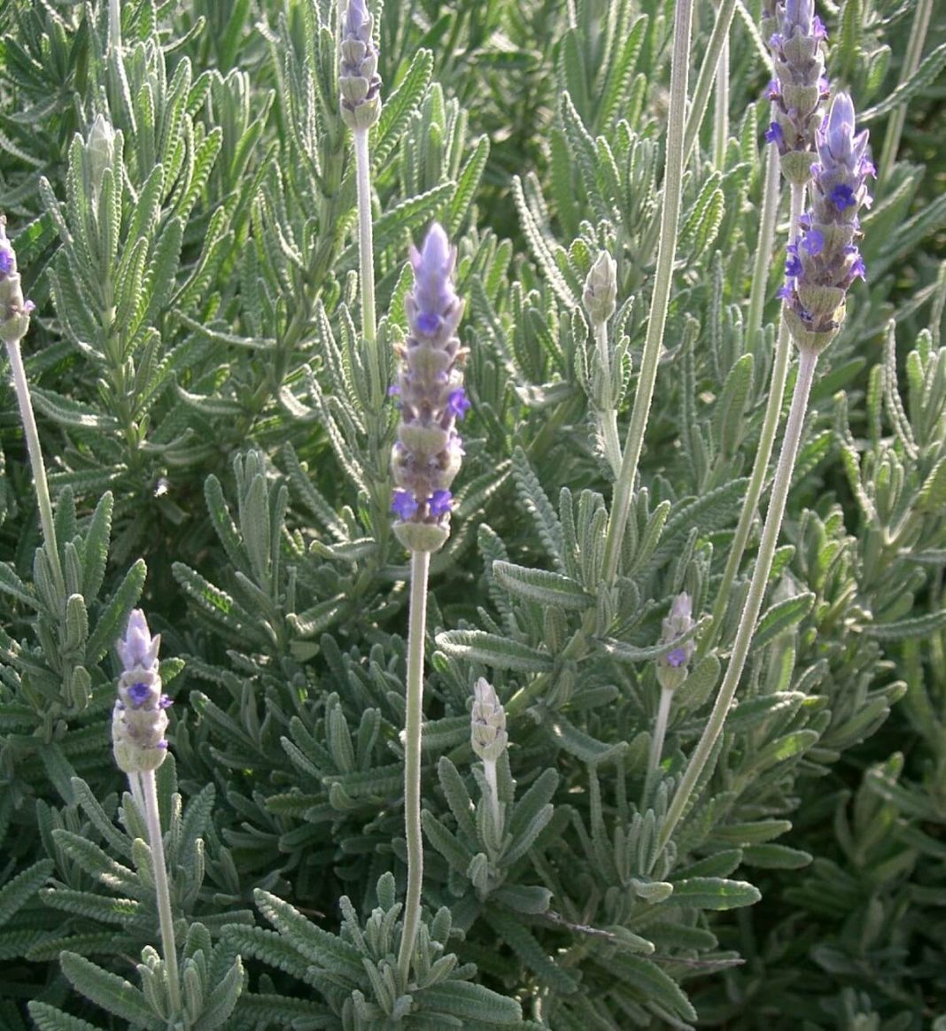 32+ Different Types Of Lavender Plants (With Pictures): Growing Guide