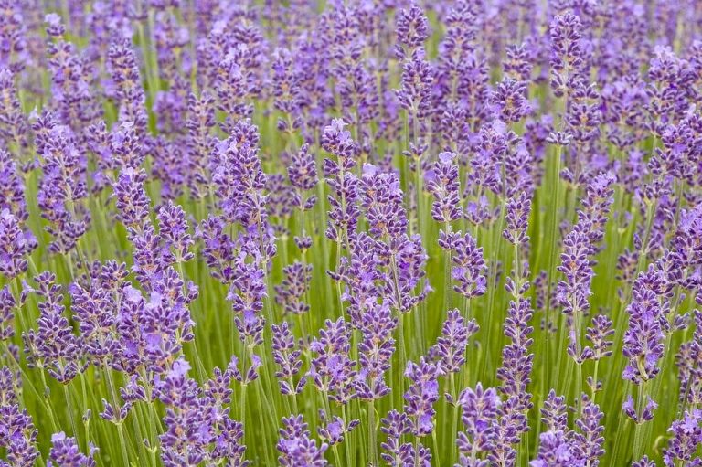 32+ Different Types Of Lavender Plants (With Pictures): Growing Guide