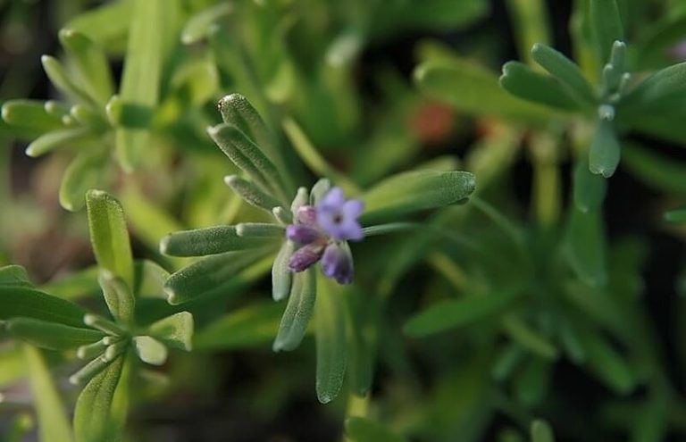 32+ Different Types Of Lavender Plants (With Pictures): Growing Guide