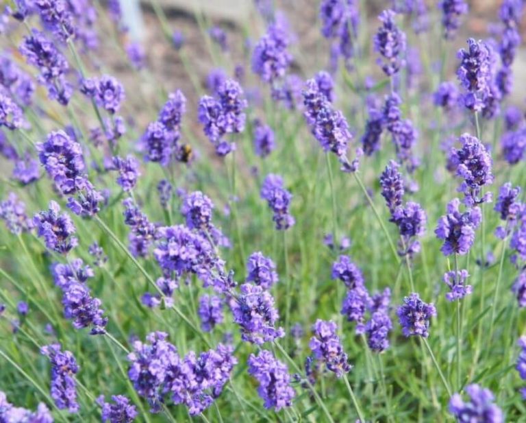 32+ Different Types Of Lavender Plants (With Pictures): Growing Guide