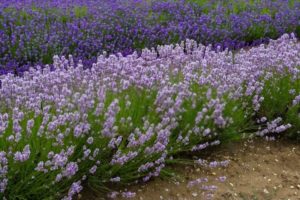 32+ Different Types Of Lavender Plants (With Pictures): Growing Guide