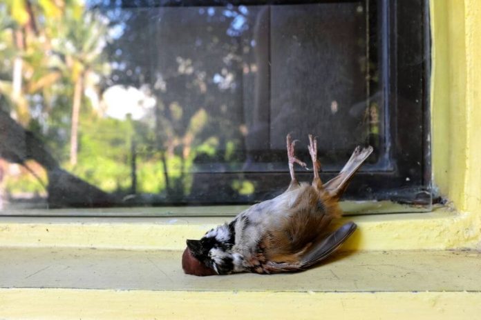 Why, When and How To Stop Birds Hit Windows? 5 Spiritual Meaning