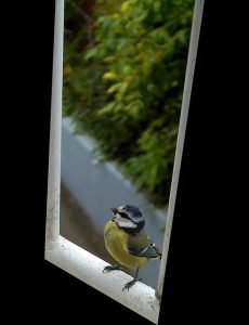 Why, When and How To Stop Birds Hit Windows? 5 Spiritual Meaning