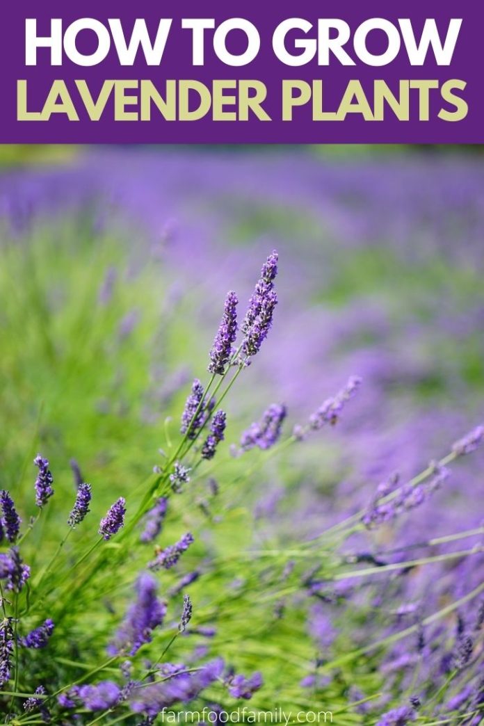 32+ Different Types Of Lavender Plants (With Pictures): Growing Guide