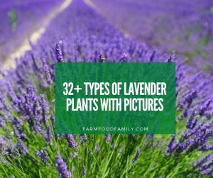 32+ Different Types Of Lavender Plants (With Pictures): Growing Guide