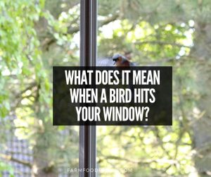 Why, When and How To Stop Birds Hit Windows? 5 Spiritual Meaning