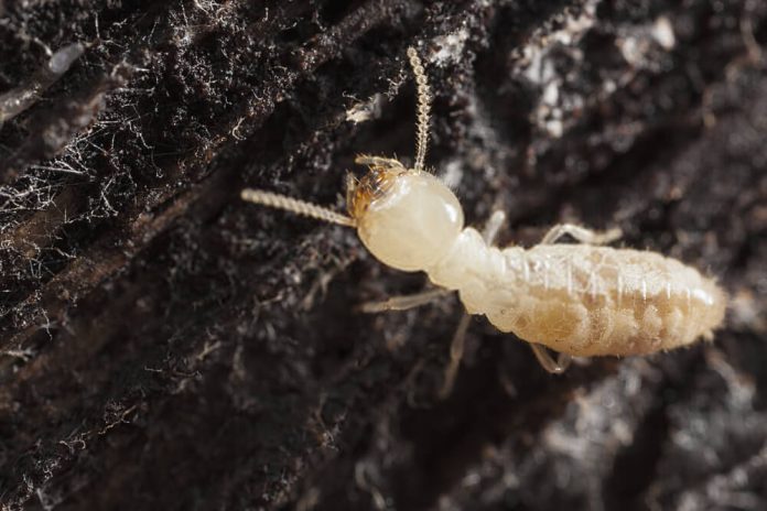 5 Bugs That Look Like Termites With Pictures (But Aren't)