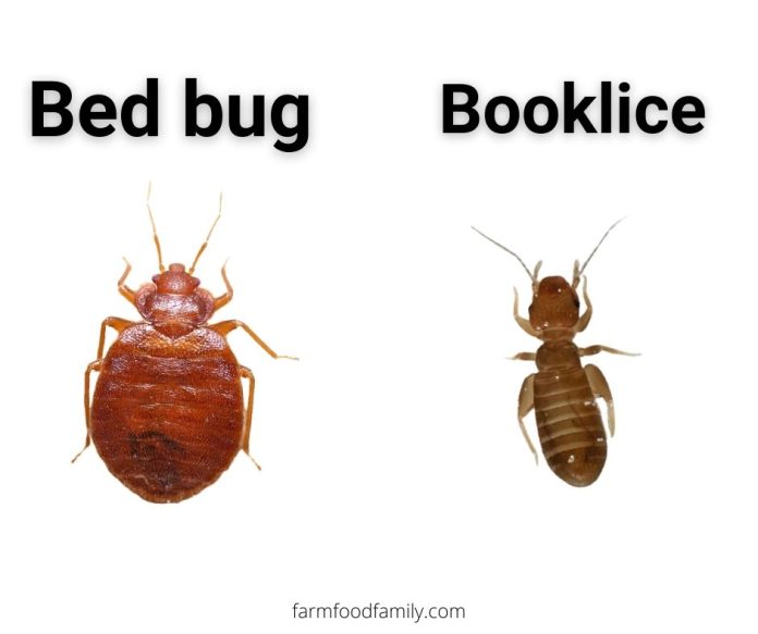 15 Bugs That Look Like Bed Bugs But Aren’t (With Pictures)