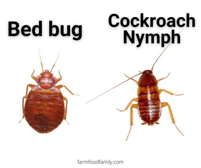 15 Bugs That Look Like Bed Bugs But Aren’t (With Pictures)