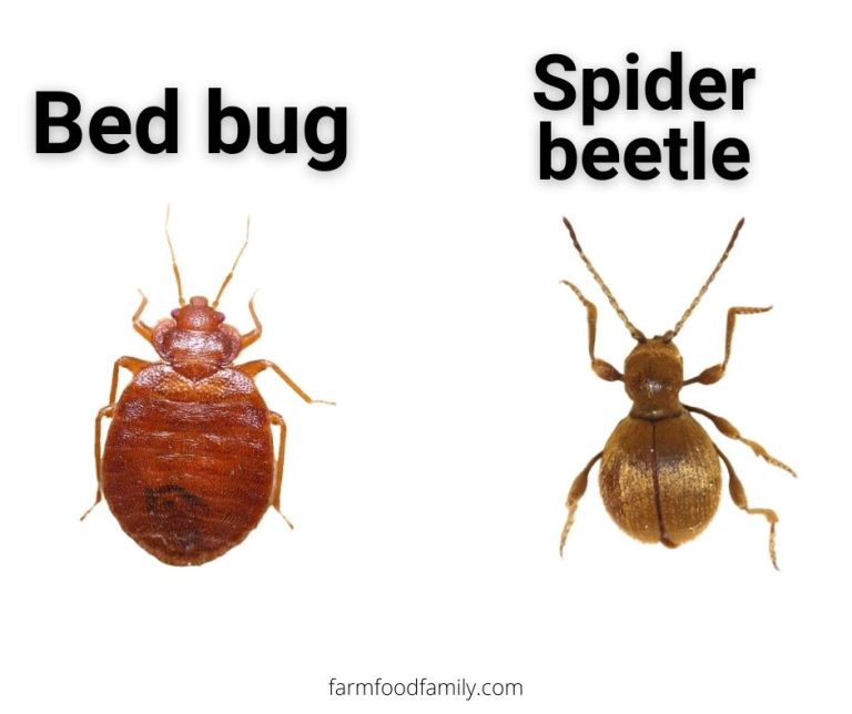 15 Bugs That Look Like Bed Bugs But Aren’t (With Pictures)