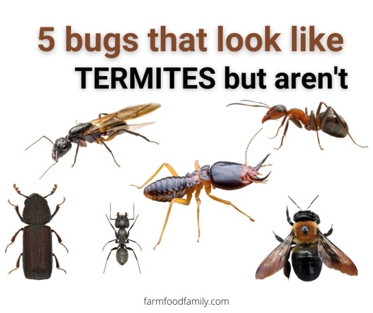 5 Bugs That Look Like Termites With Pictures (But Aren't)