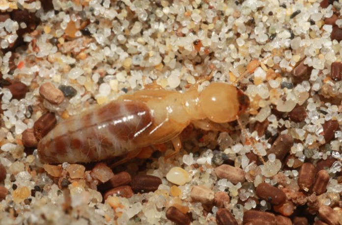 5 Bugs That Look Like Termites With Pictures (But Aren't)