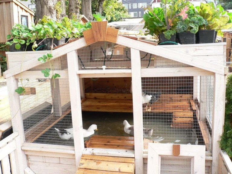 25+ Awesome DIY Backyard Duck Pond Ideas & Designs For 2024