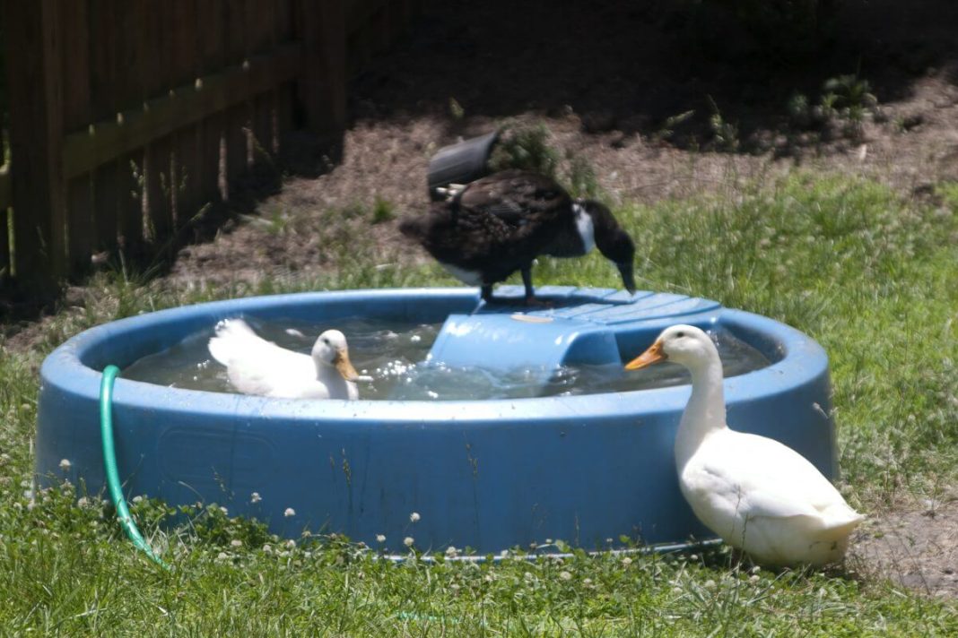 25+ Awesome DIY Backyard Duck Pond Ideas & Designs For 2024