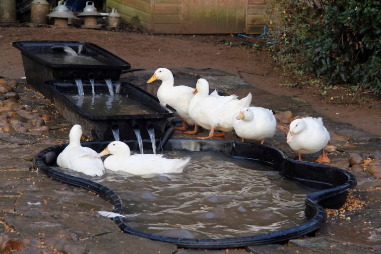 25+ Awesome DIY Backyard Duck Pond Ideas & Designs For 2024