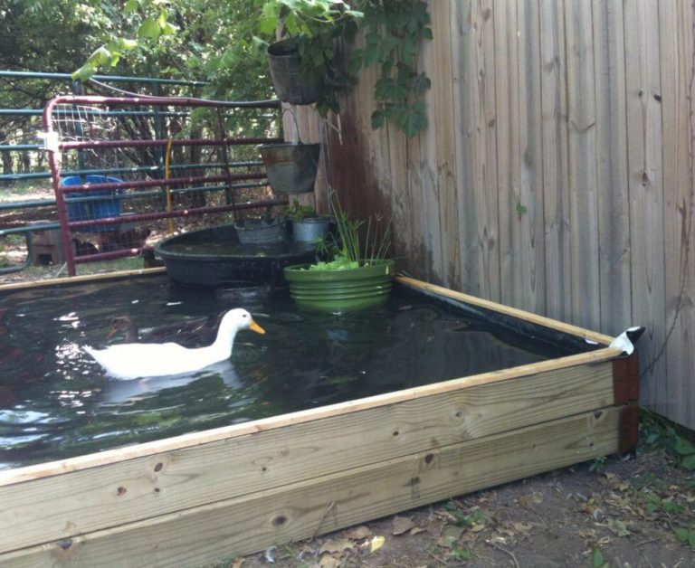25+ Awesome DIY Backyard Duck Pond Ideas & Designs For 2024