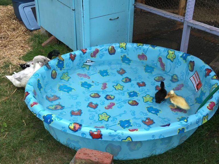 25+ Awesome DIY Backyard Duck Pond Ideas & Designs For 2024