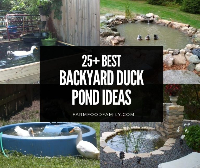 25+ Awesome DIY Backyard Duck Pond Ideas & Designs For 2024