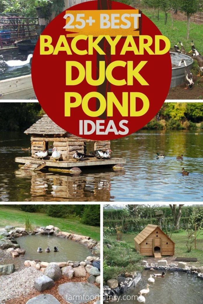 25+ Awesome DIY Backyard Duck Pond Ideas & Designs For 2024
