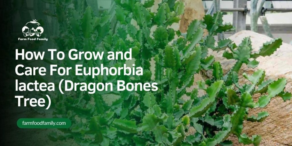Euphorbia Lactea Care: How To Grow Dragon Bones Tree