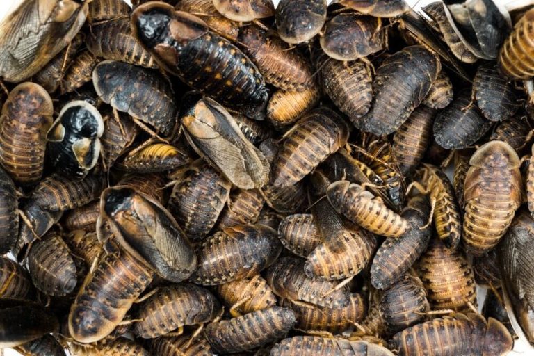 Tips for a Profitable Dubia Roach Colony - FarmFoodFamily