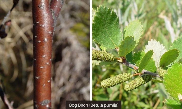 16+ Types Of Birch Trees (Leaves, Bark, Flowers) - Identification, Meaning