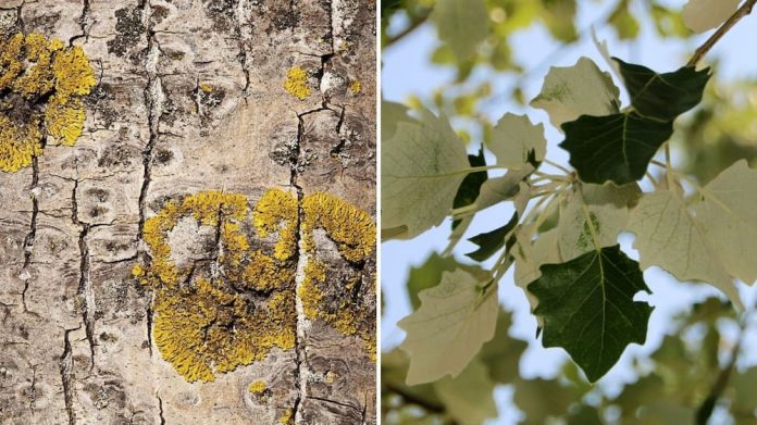 Poplar Trees: 13 Varieties, Leaves, Bark, Identification (Ultimate Guide)