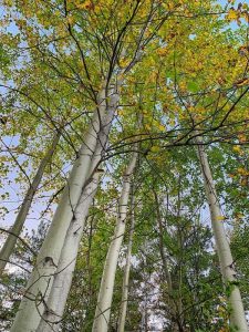 Poplar Trees: 13 Varieties, Leaves, Bark, Identification (Ultimate Guide)