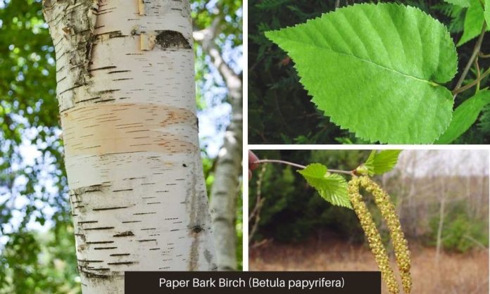 16+ Types Of Birch Trees (Leaves, Bark, Flowers) - Identification, Meaning
