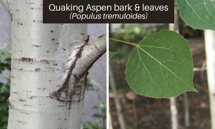 Poplar Trees: 13 Varieties, Leaves, Bark, Identification (Ultimate Guide)