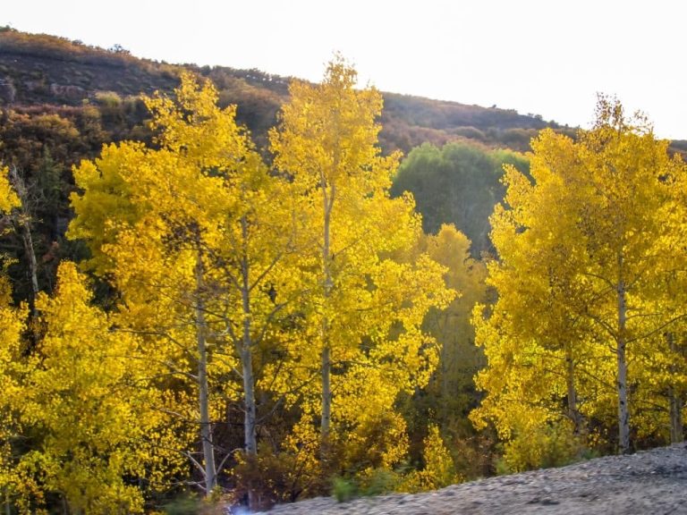 Poplar Trees: 13 Varieties, Leaves, Bark, Identification (Ultimate Guide)