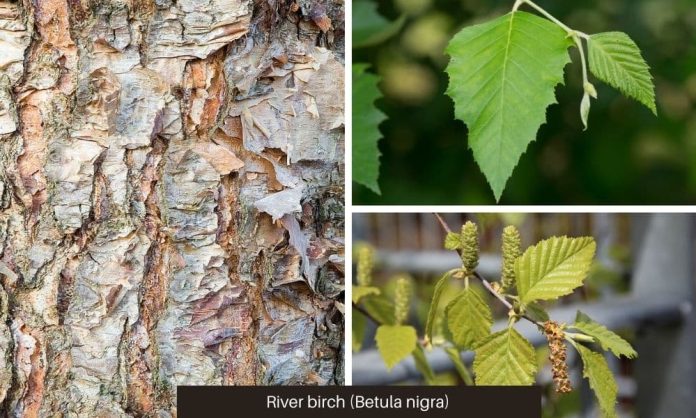 16+ Types Of Birch Trees (Leaves, Bark, Flowers) - Identification, Meaning