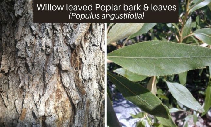 Poplar Trees: 13 Varieties, Leaves, Bark, Identification (Ultimate Guide)