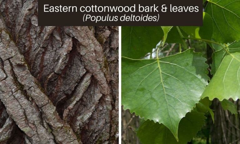 Poplar Trees: 13 Varieties, Leaves, Bark, Identification (Ultimate Guide)