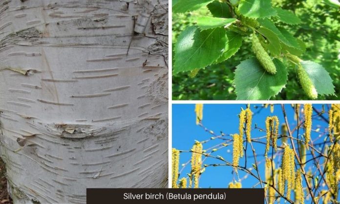 16+ Types Of Birch Trees (Leaves, Bark, Flowers) - Identification, Meaning