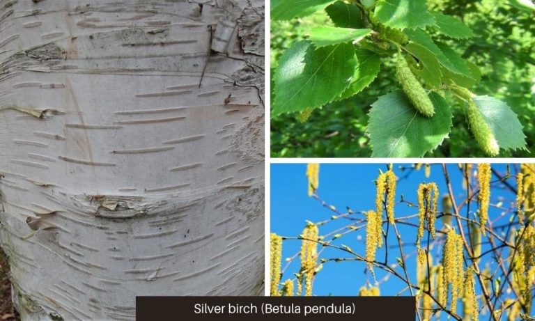 16+ Types Of Birch Trees (Leaves, Bark, Flowers) - Identification, Meaning