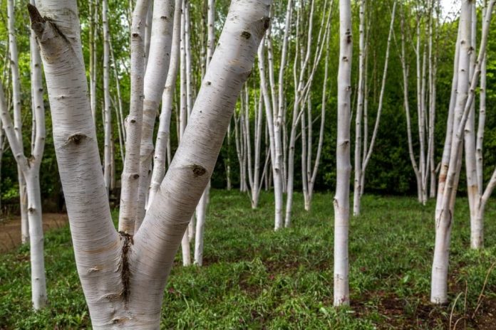 16+ Types Of Birch Trees (Leaves, Bark, Flowers) - Identification, Meaning