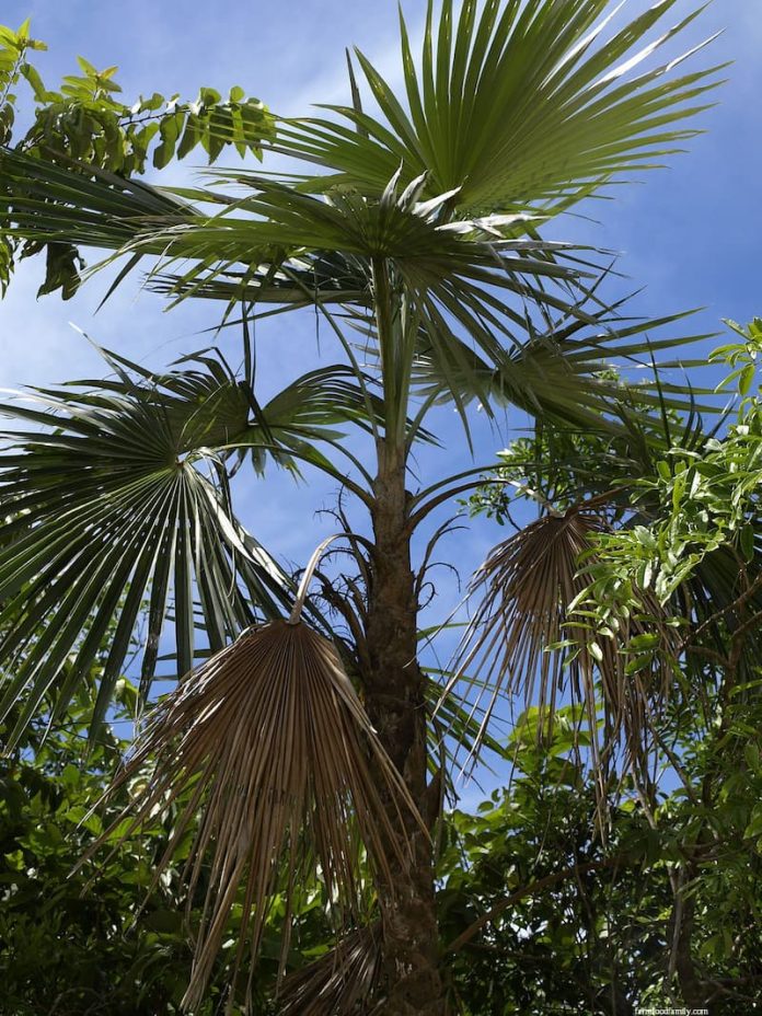 34+ Types Of Palm Trees In Florida With Pictures - Identification