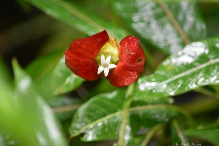 33+ Rare Flowers With Names & Their Meanings (Photos)