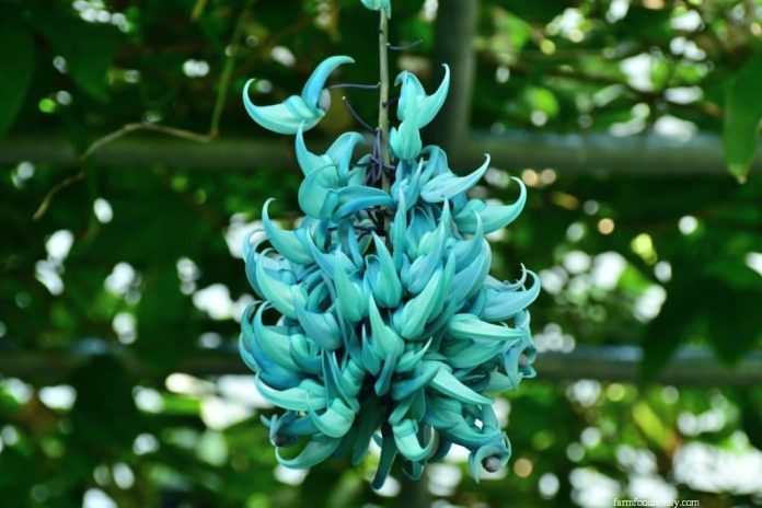 33+ Rare Flowers With Names & Their Meanings (Photos)