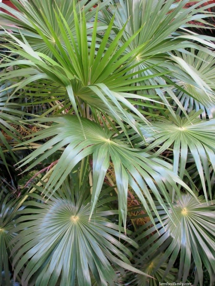 34+ Types Of Palm Trees In Florida With Pictures - Identification