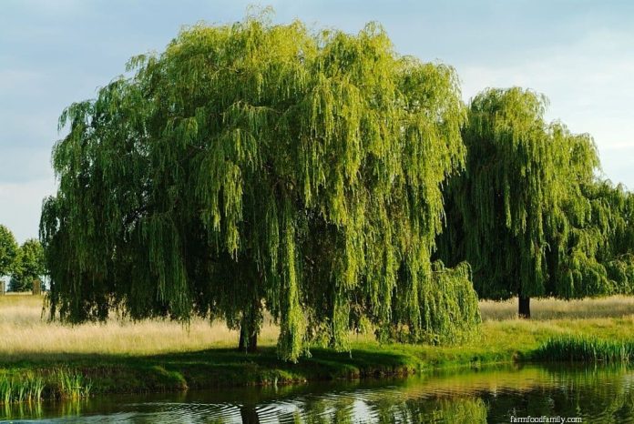 18+ Types Of Willow Trees (Dwarf, Sweeping, Shrubs) - Facts, Symbolism